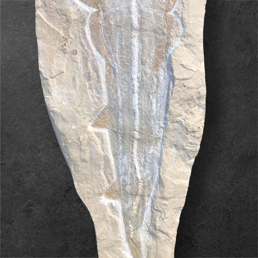 Sägerochen Libanonpristis hiram aus der Kreidezeit – FOSSGA - Fossilien ...